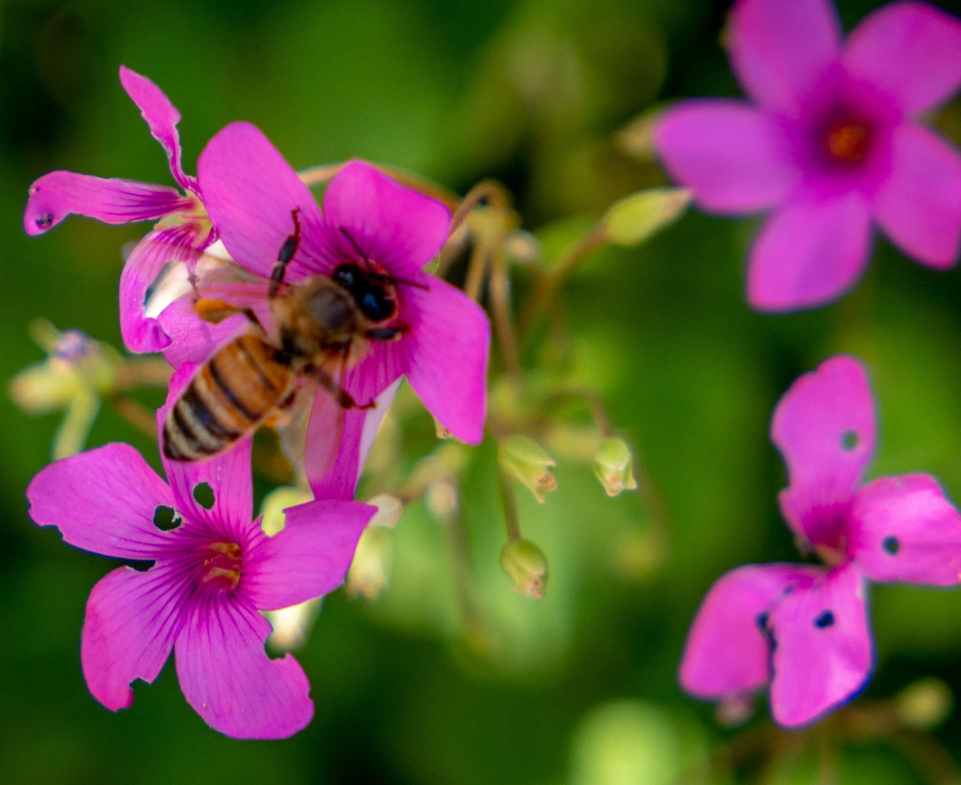 Sights of Spring – McGee Travel Tales