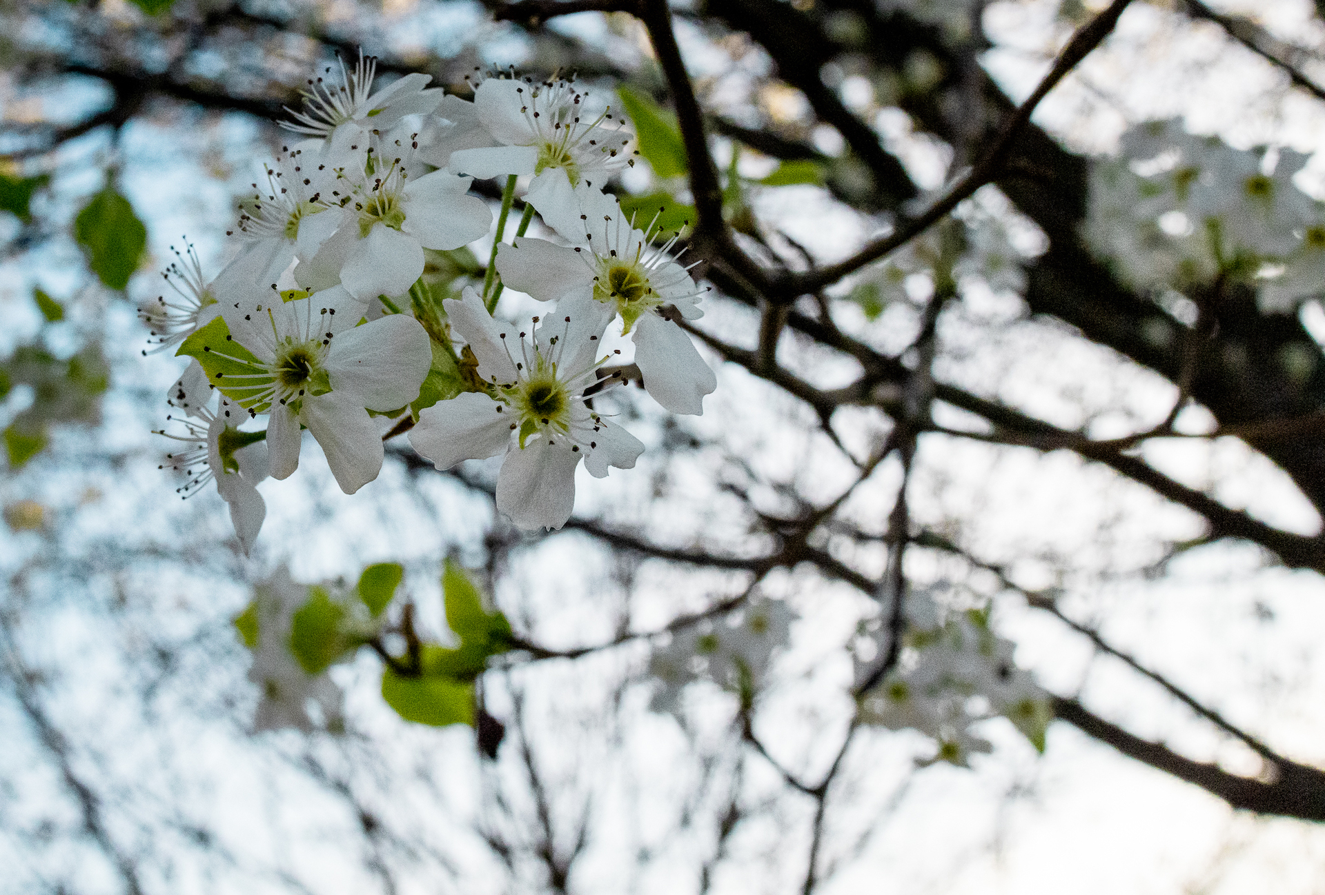 Early Spring Blooms: 2023 – McGee Travel Tales