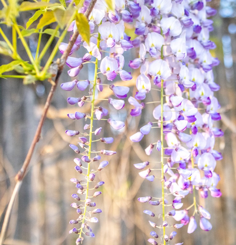 Early Spring Blooms: 2023 – McGee Travel Tales